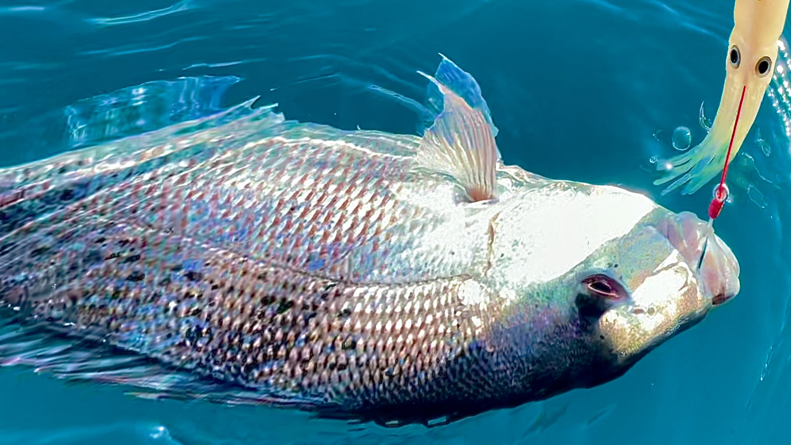 Pesca in verticale con le gomme, cos'è e come nasce? | Yacht Digest